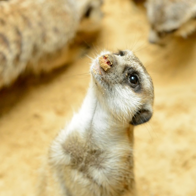 Animal encounters - Zoo / Aquarium Berlin
